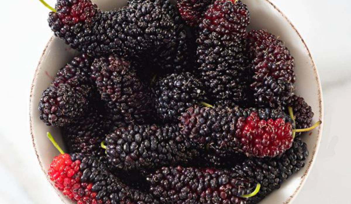 Conoce los diferentes tipos de moras - El Nauta