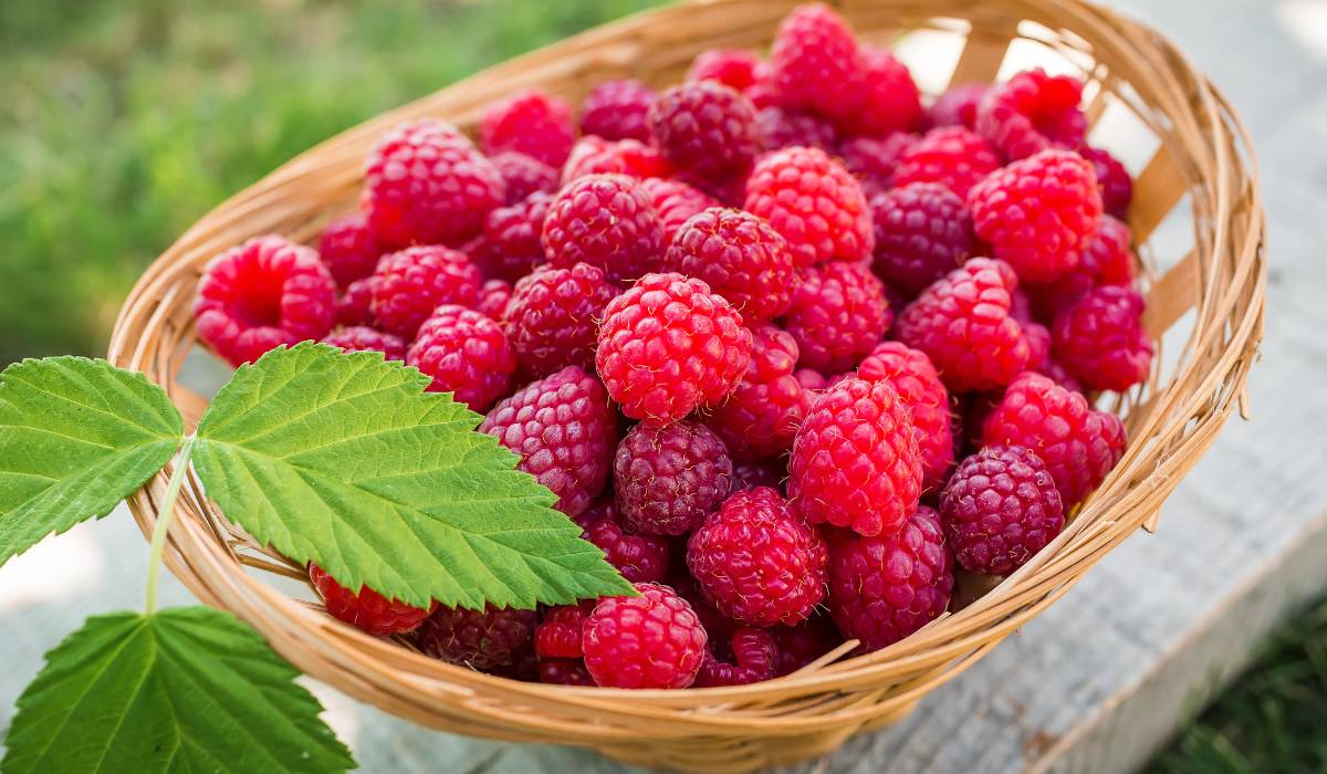 Conoce los diferentes tipos de moras - El Nauta