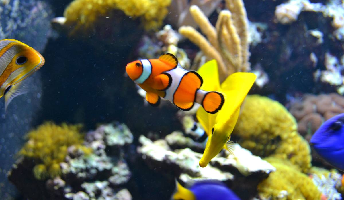 Guía Completa: Tipos de Peces y sus Características - El Nauta